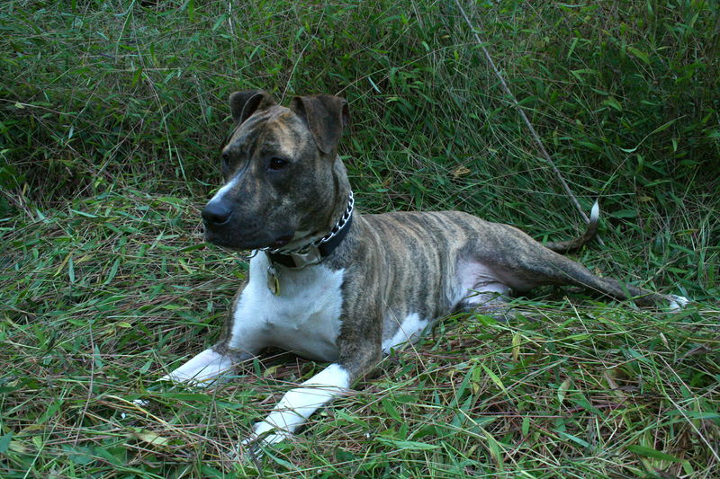 Please send another letter regarding Boozer, dog shot and killed by ...