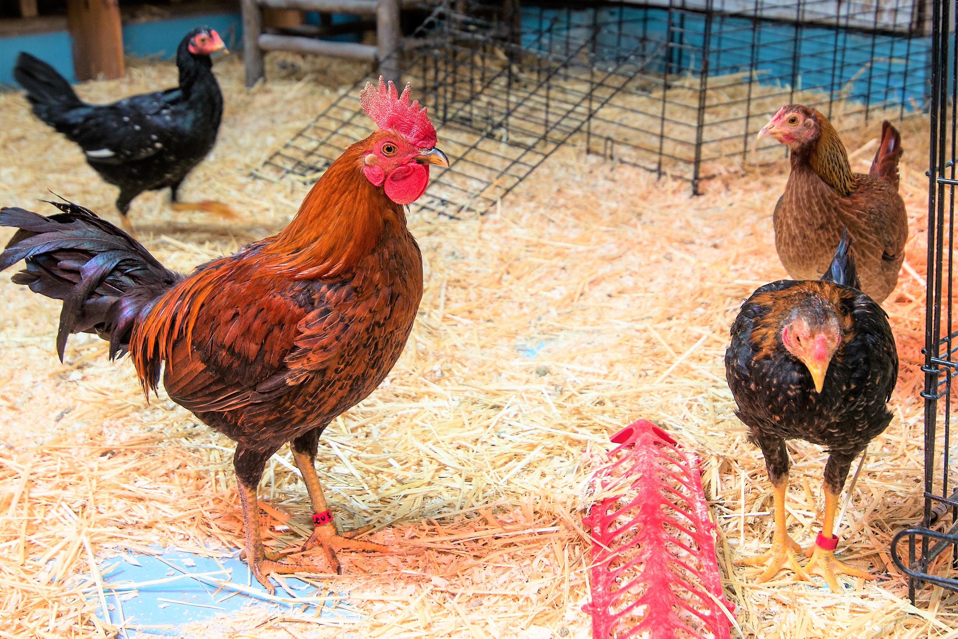 The Fearless Flock Rescue | Our Compass